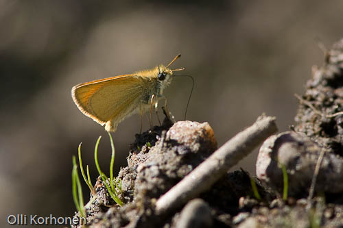 Olli Korhonen | Perhostesti n:o 2