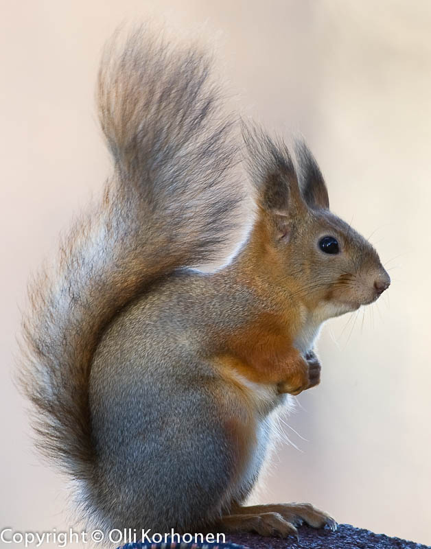 Olli Korhonen | Videolla akrobaatti orava ruokailee ruokinta-automaatilla.