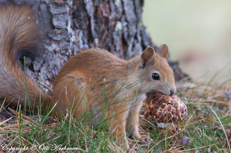 Olli Korhonen | Apua! Orava ja sen poikanen piirittävät minua – Katso ...