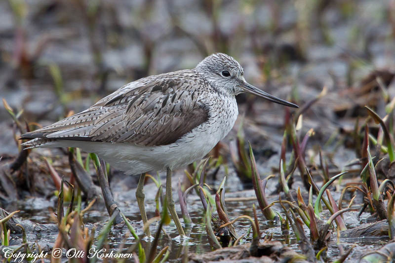 Olli Korhonen | Opi tunnistamaan valkoviklo – Katso HD video kahlaajan ...