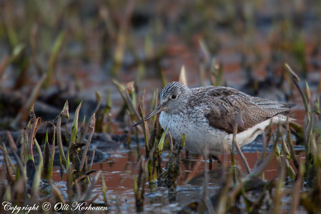 Olli Korhonen | Valkoviklo piti minulle yllättävän konsertin – Opi ...