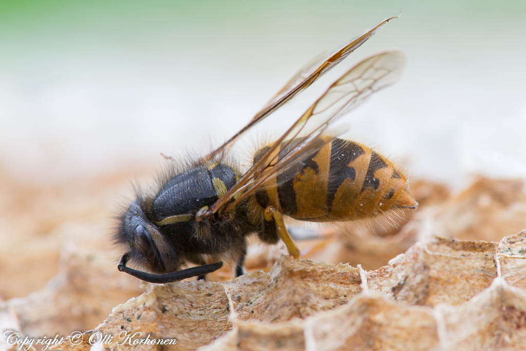 Olli Korhonen | Autotallini unohtunut aarre – valtavan ampiaispesän ...