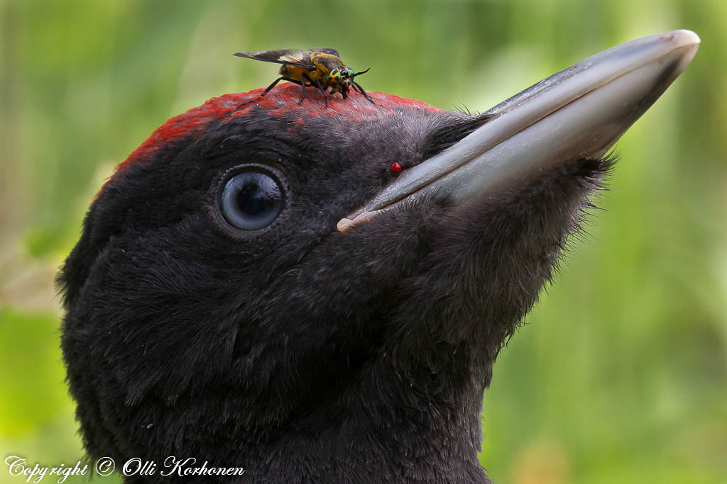 Olli Korhonen | Jätä minut rauhaan – Nuori palokärki ja paarma