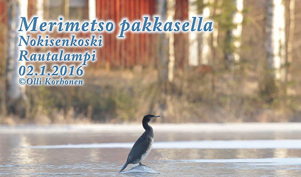 Olli Korhonen | Rautalammin Nokisenkosken merimetso avasi uuden ...