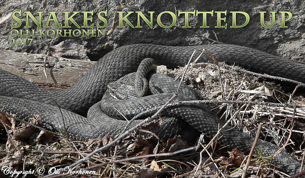 Olli Korhonen | Kyyt solmussa – Video kahden käärmeen kohtaamisesta