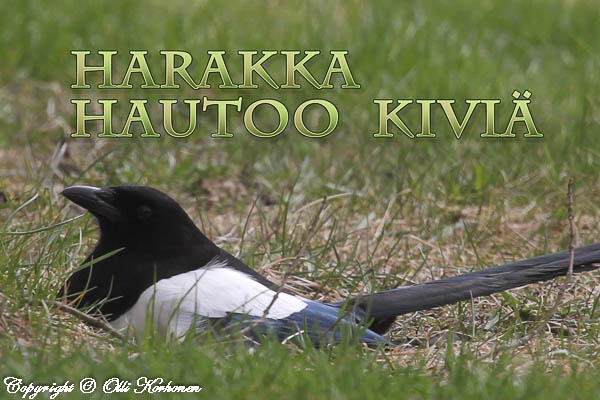 Olli Korhonen | Näe videolta kuinka harakka hautoi kiviä. Peräti ...